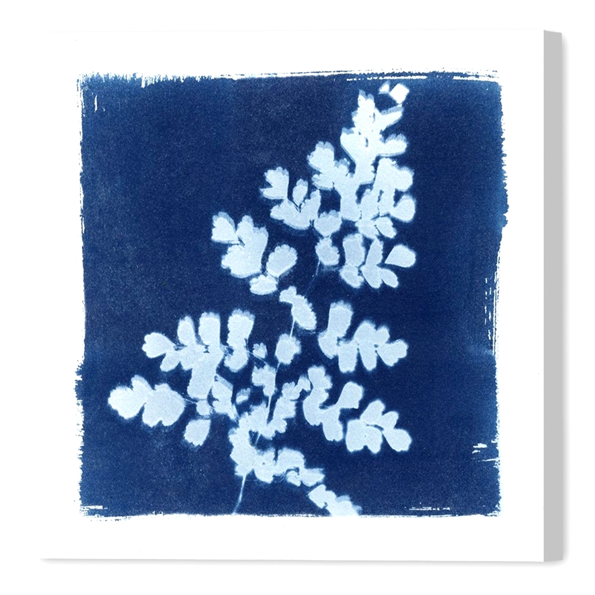 FLORA CYANOTYPE I – continentsbrands